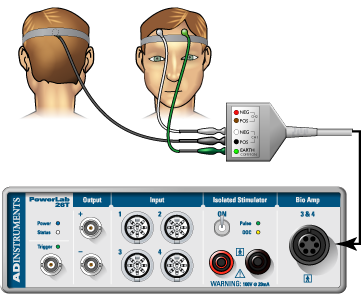Lab 11: Human Electroencephalography (EEG) – ZOOL430 Animal Physiology ...